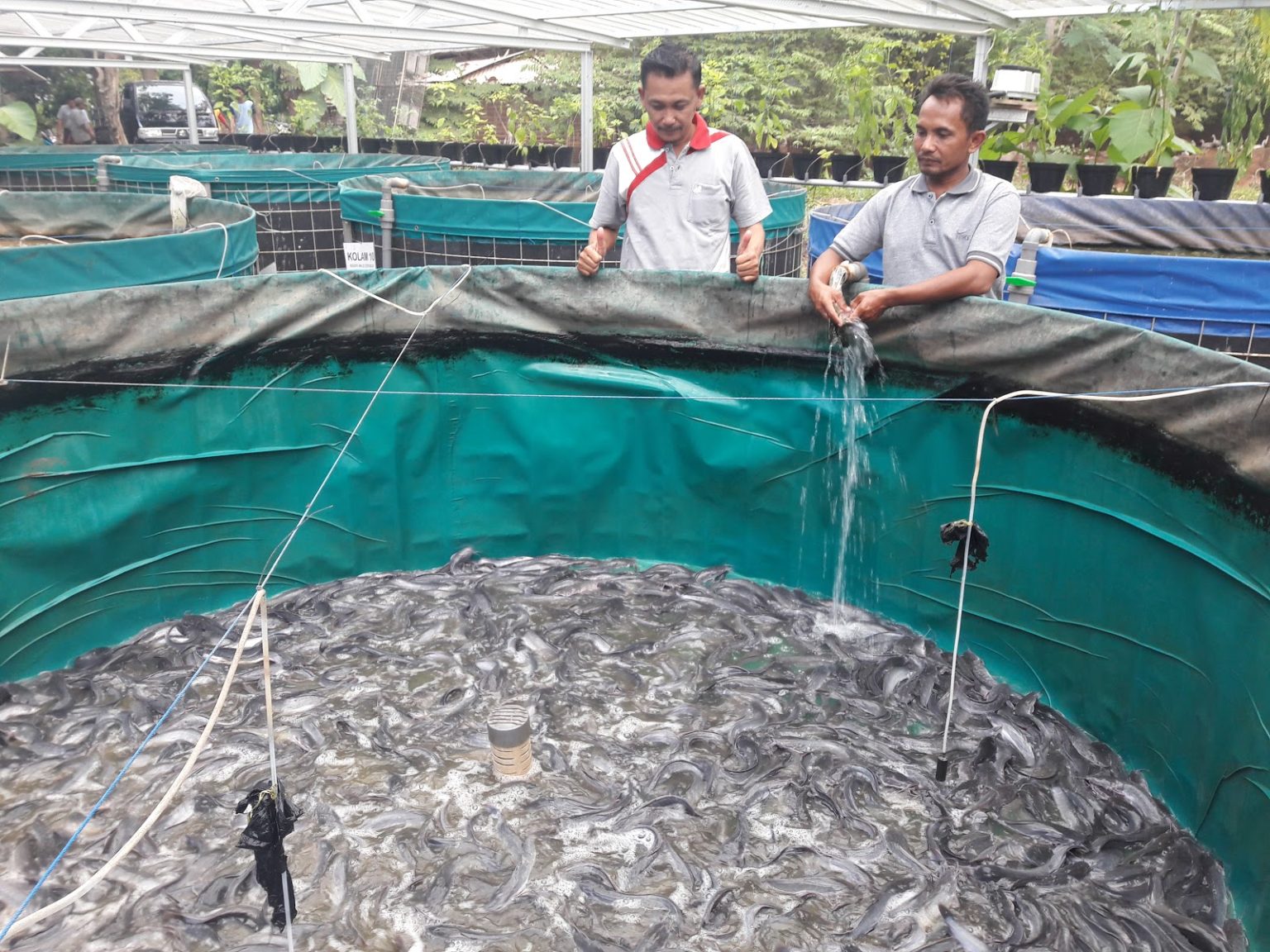 Cara Ternak Lele 1000 Ekor: Panduan Lengkap untuk Pemula – talamus.id